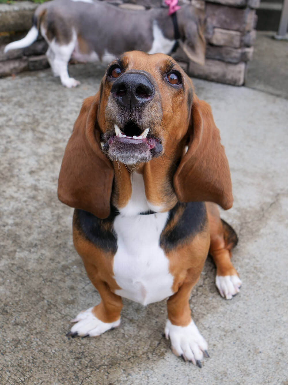 Steps to Take If Your Pet Suffers an Animal Bite Injury - Sugar Land ...