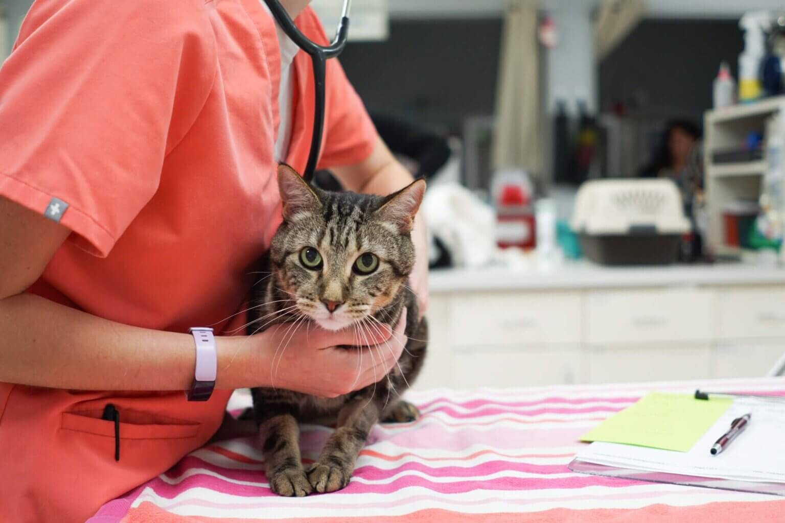 Veterinarian Emergency Services - Sugar Land Veterinary Specialists ...
