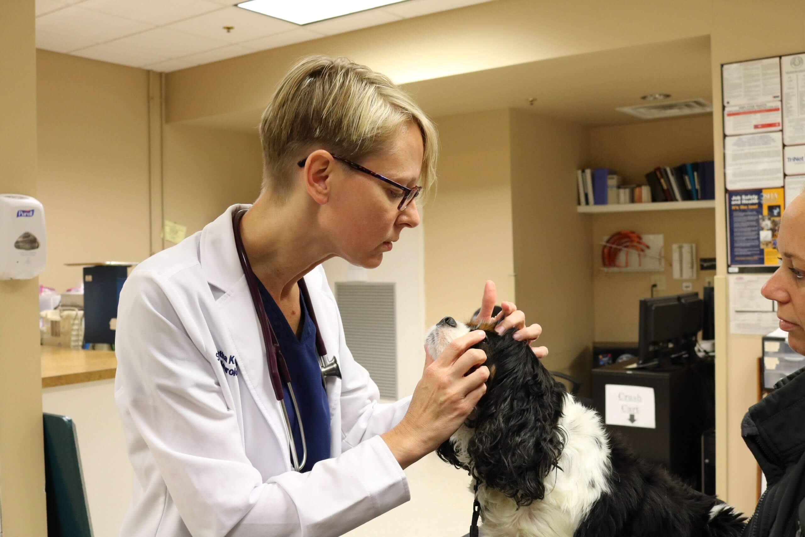 Veterinary Neurology Center - Sugar Land Veterinary Specialists & 24 ...