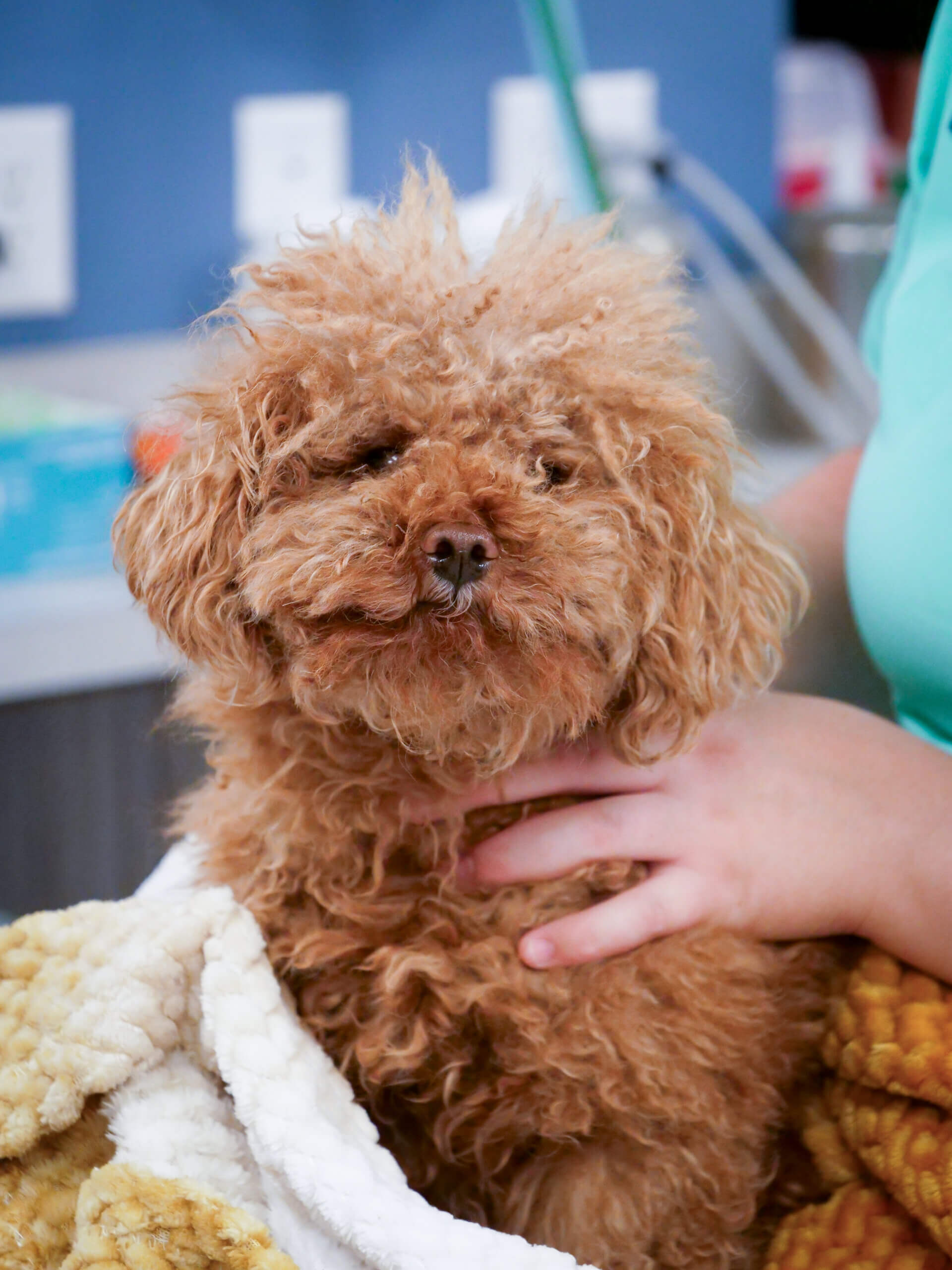 Disaster Preparedness for Pet Owners: Keeping Pets Safe in Any ...